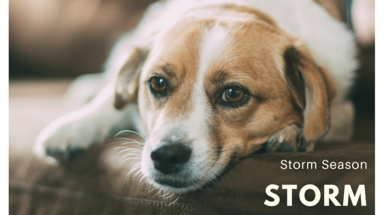 What Can You Give Dogs For Storm Anxiety